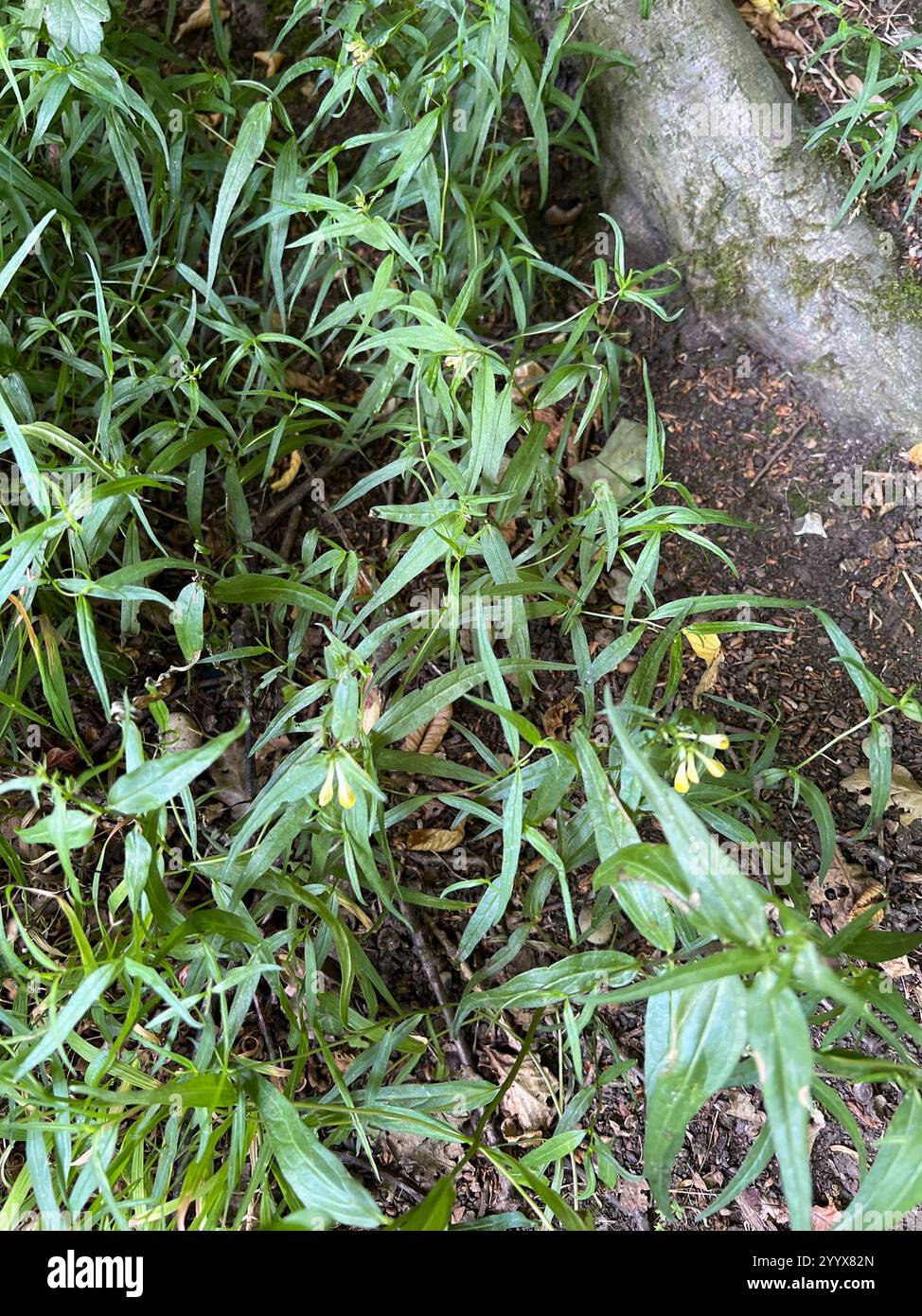 Common Cow-wheat (Melampyrum pratense Stock Photo - Alamy