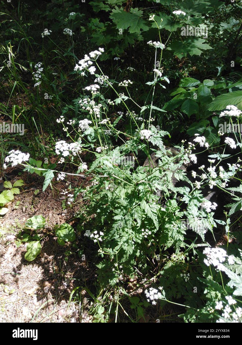 upright hedge-parsley (Torilis japonica Stock Photo - Alamy