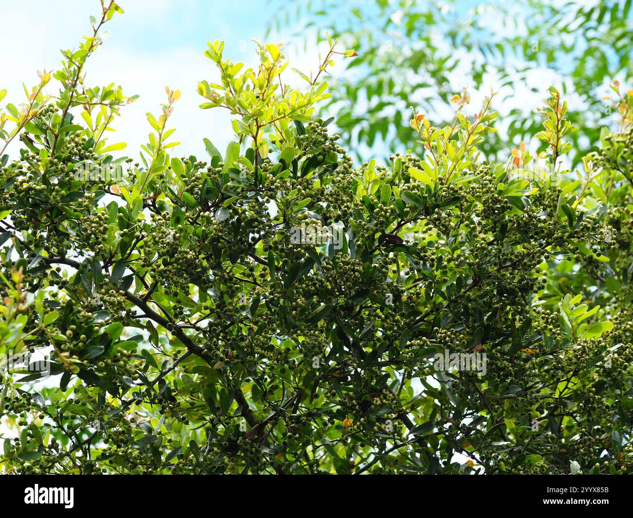 Pyracantha koidzumii hi-res stock photography and images - Alamy