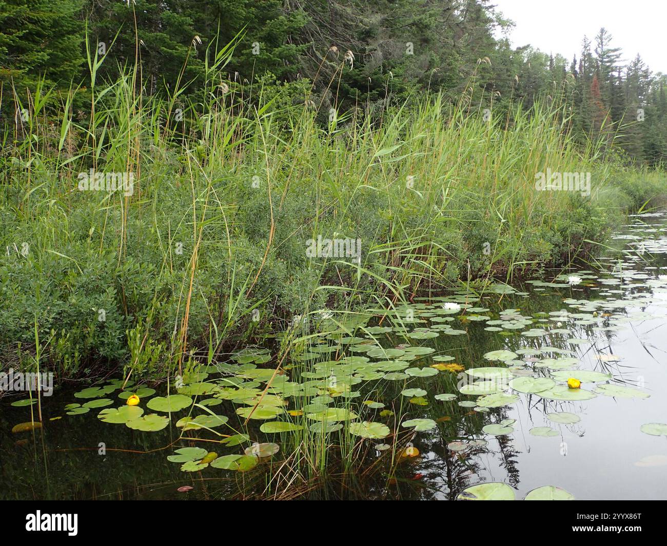 American common reed (Phragmites australis americanus Stock Photo - Alamy