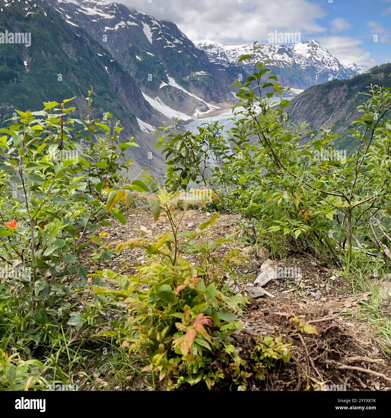 Goatsbeard (Aruncus dioicus Stock Photo - Alamy