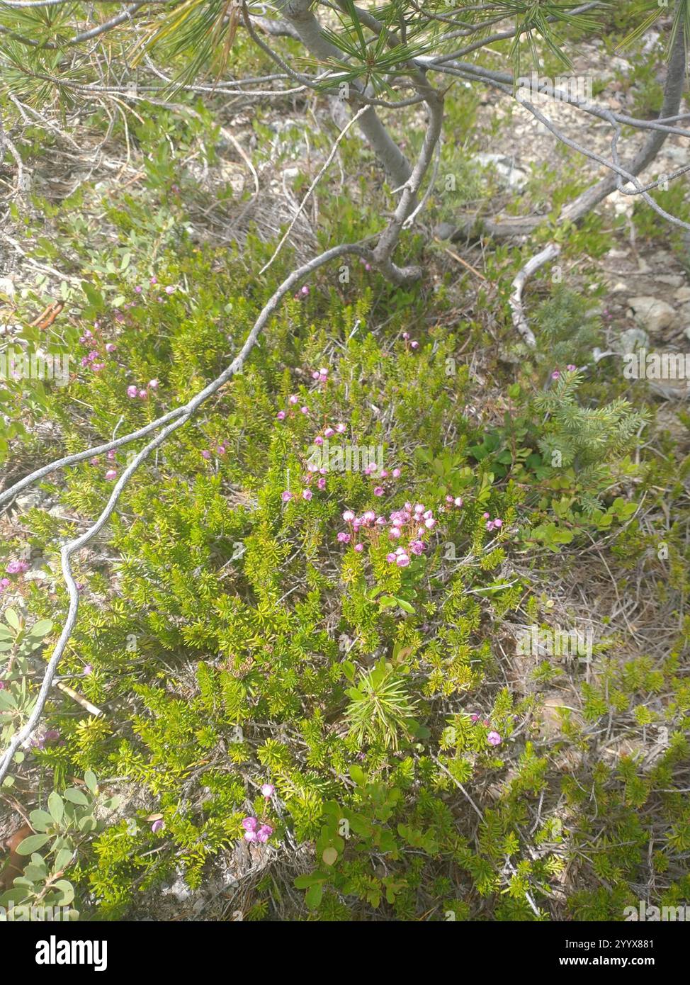 pink mountainheath (Phyllodoce empetriformis Stock Photo - Alamy