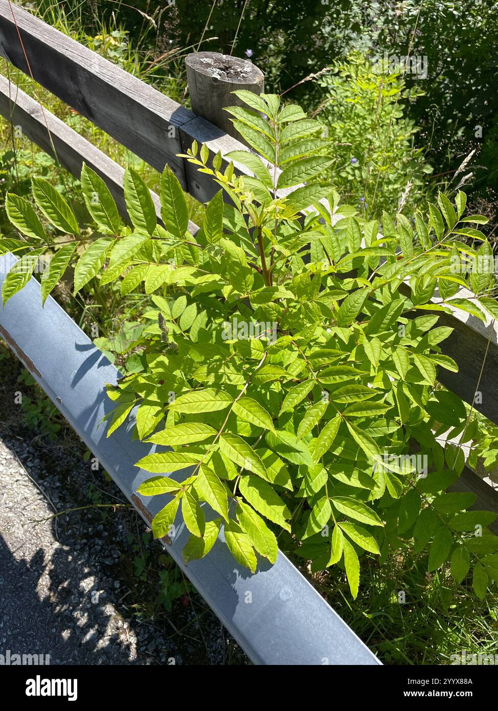 European ash (Fraxinus excelsior Stock Photo - Alamy