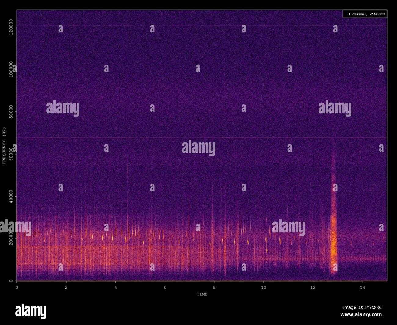 Common Noctule (Nyctalus noctula Stock Photo - Alamy