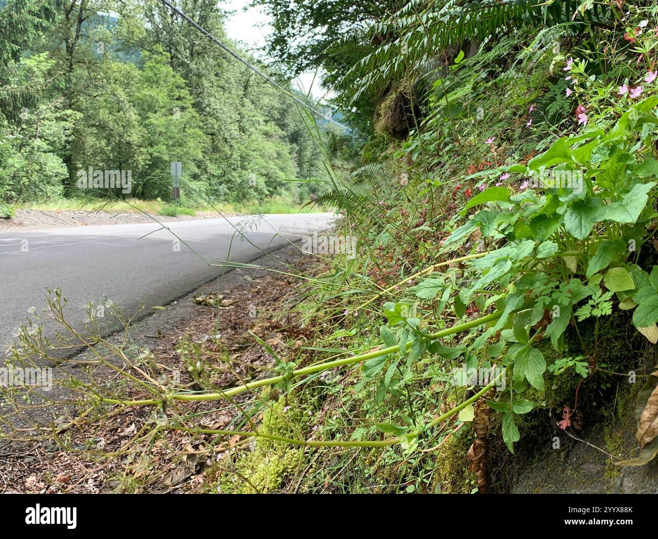 Scouler's Valerian (Valeriana sitchensis scouleri Stock Photo - Alamy