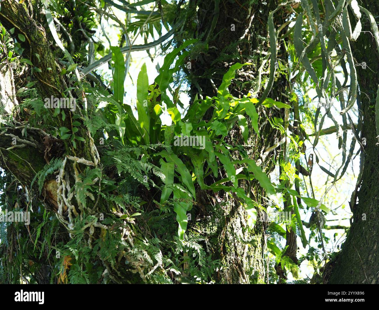 Elkhorn fern (Microsorum punctatum Stock Photo - Alamy