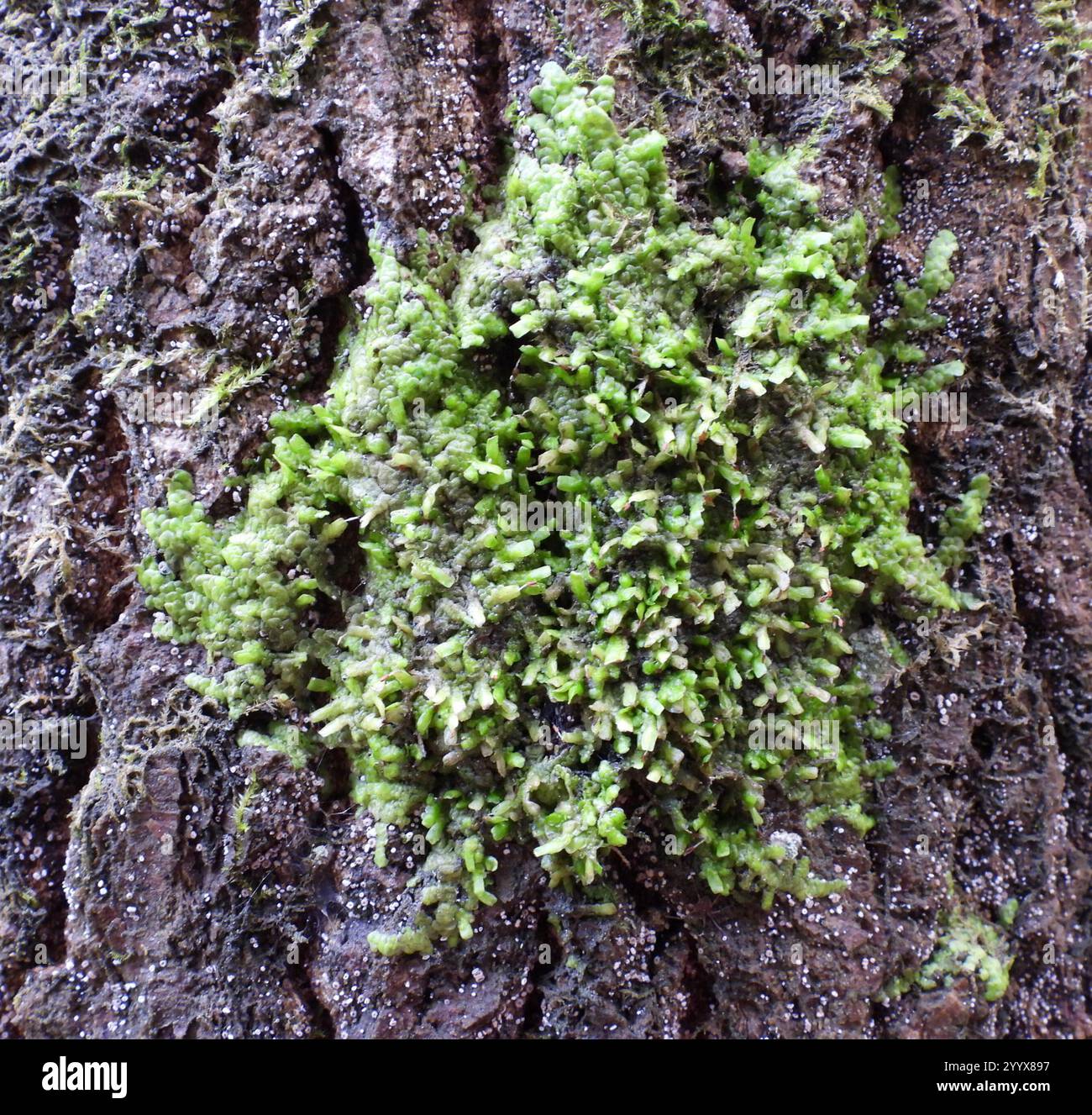 Flat-leaved Scalewort (Radula complanata Stock Photo - Alamy