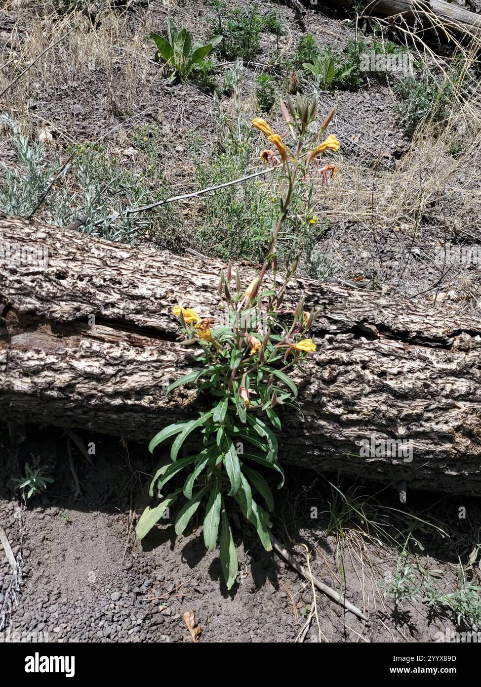 tall evening primrose (Oenothera elata Stock Photo - Alamy
