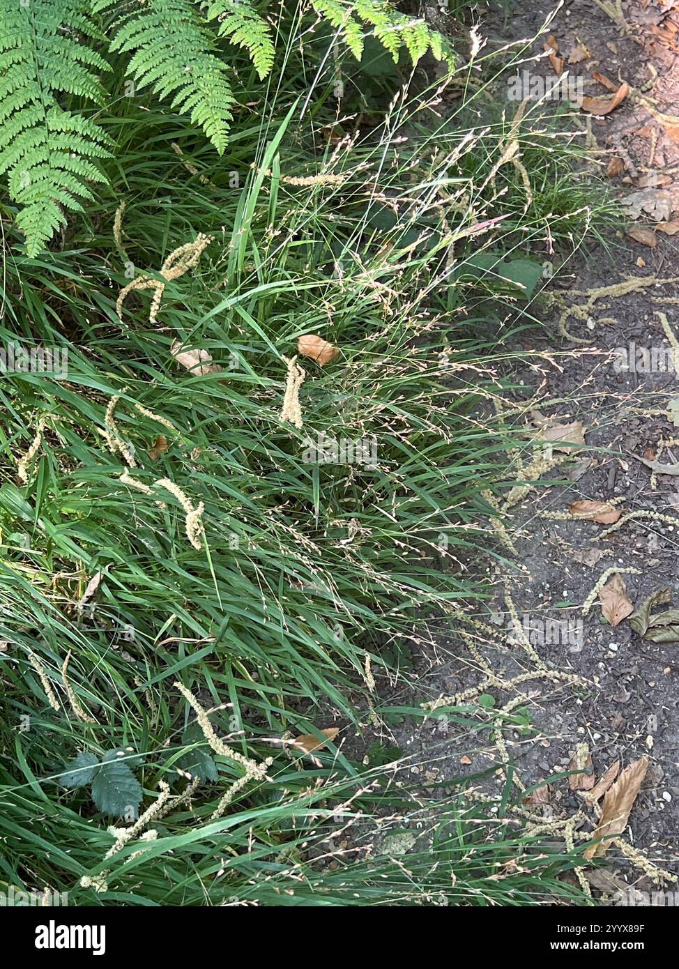 Wood melick, melica uniflora hi-res stock photography and images - Alamy