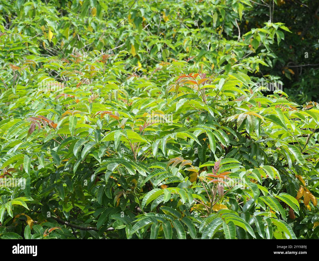 (Rhus chinensis roxburghii Stock Photo - Alamy