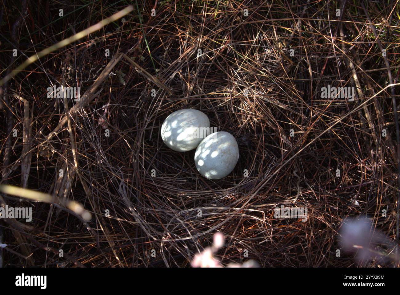 Black Harrier (Circus maurus Stock Photo - Alamy