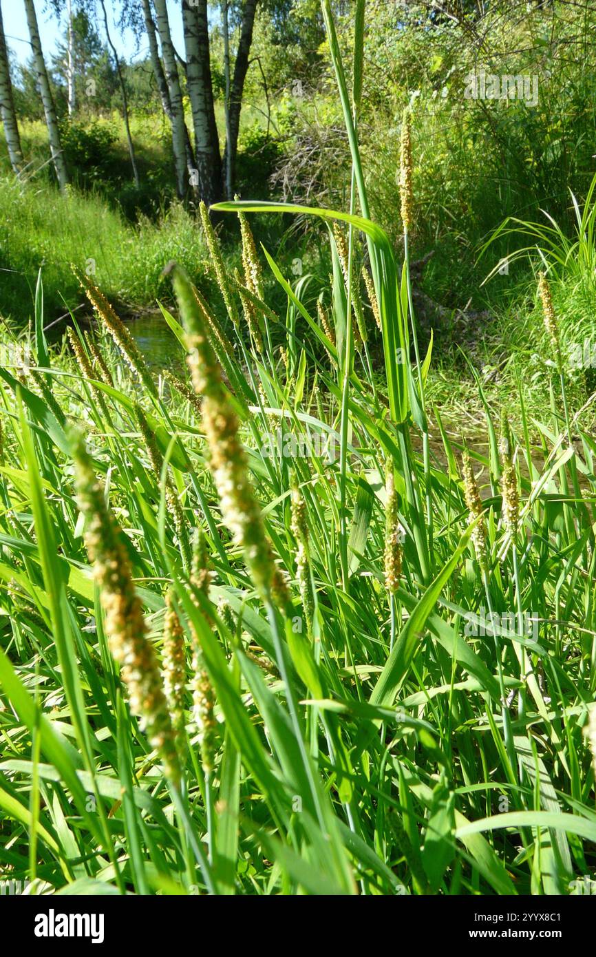 Short foxtail hi-res stock photography and images - Alamy