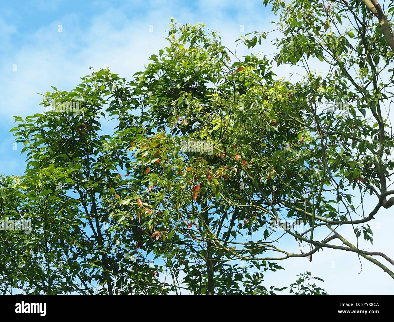 Camphor (Camphora officinarum Stock Photo - Alamy
