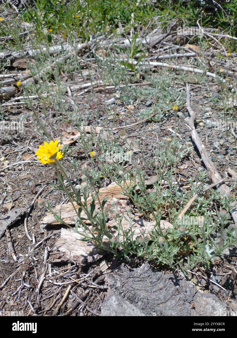 common woolly sunflower (Eriophyllum lanatum Stock Photo - Alamy