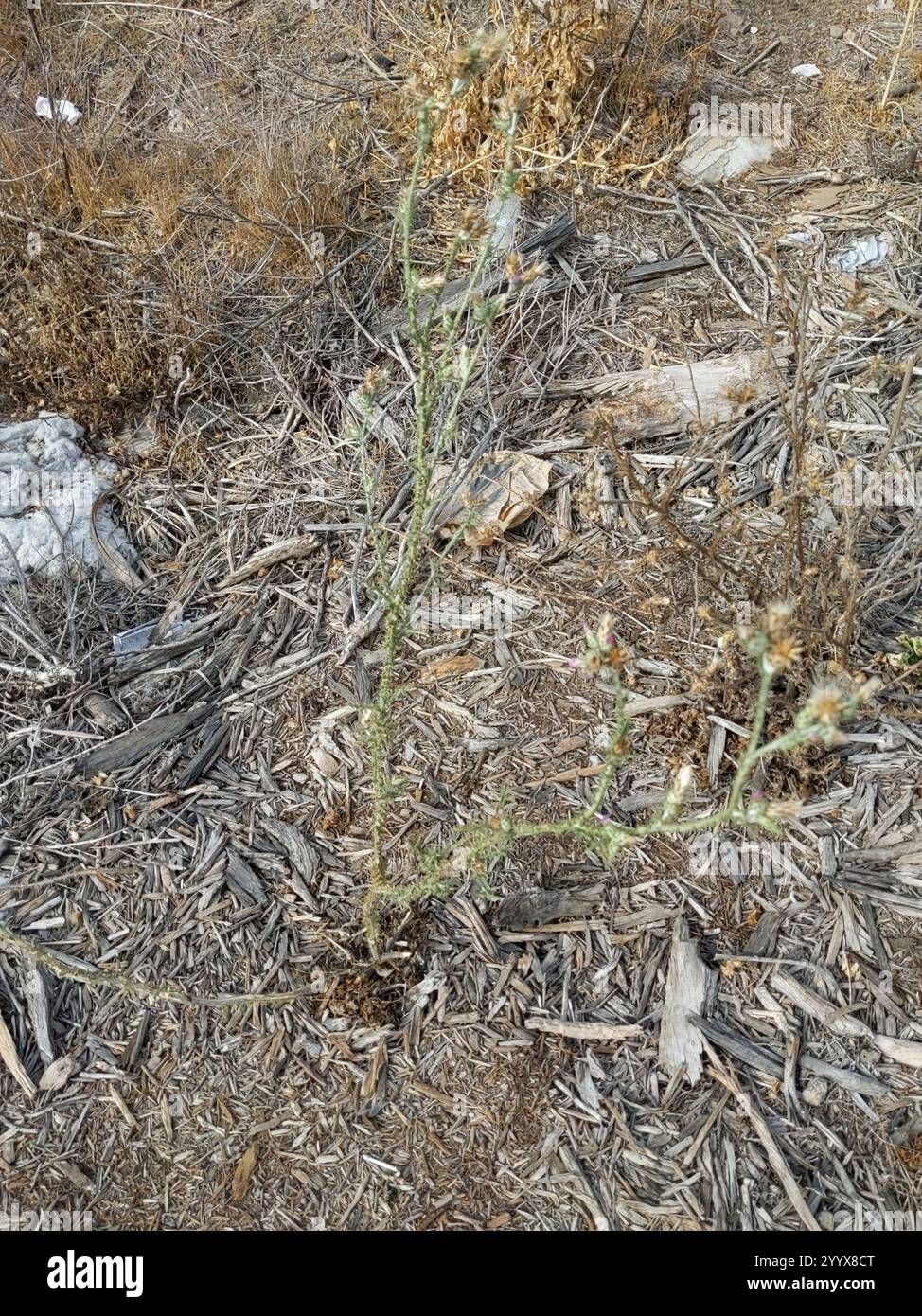 Italian thistle (Carduus pycnocephalus Stock Photo - Alamy