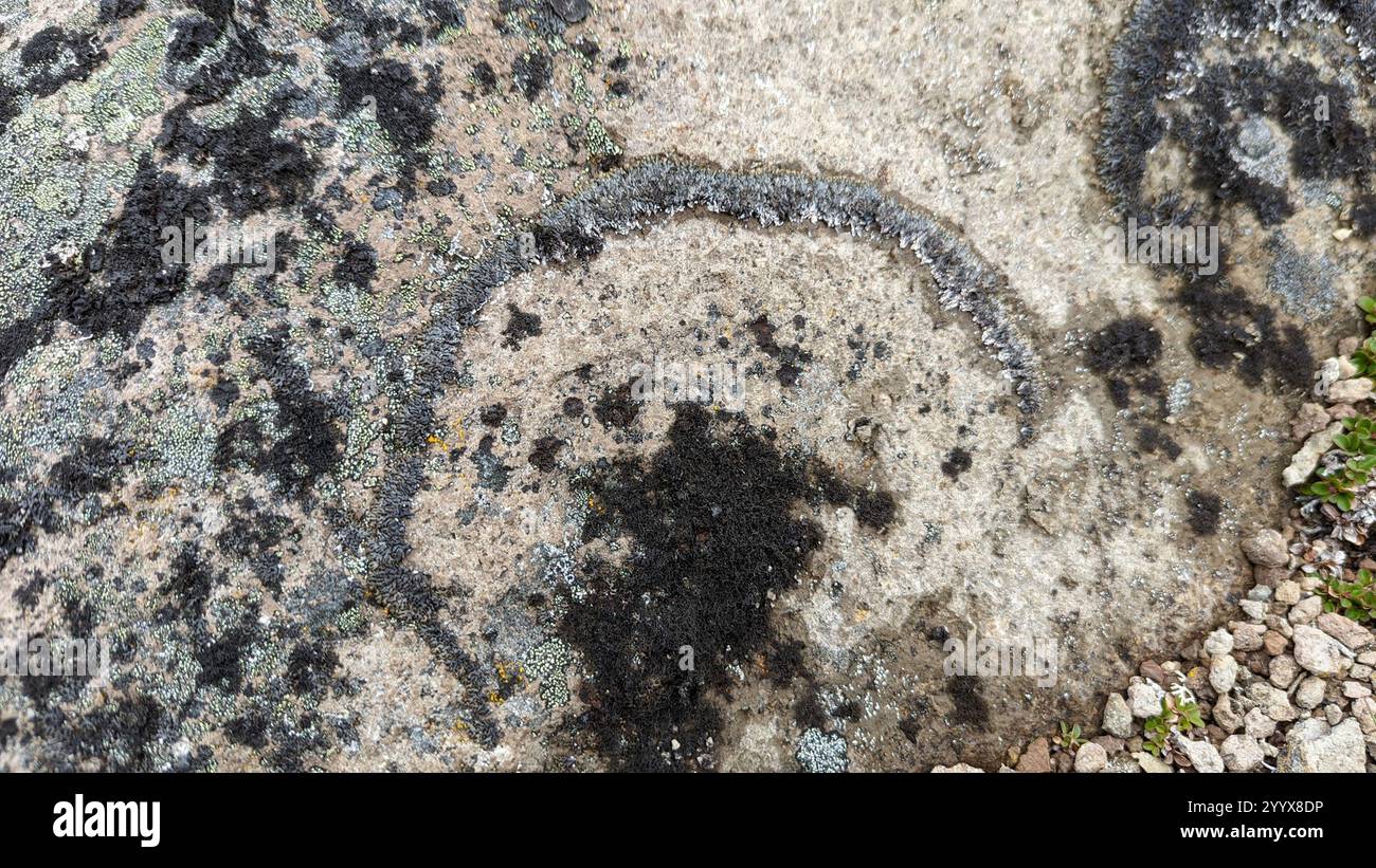 Mountain Sausage Lichen (Brodoa oroarctica Stock Photo - Alamy