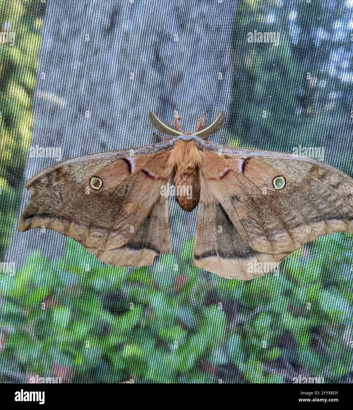 Polyphemus Moth (Antheraea polyphemus Stock Photo - Alamy