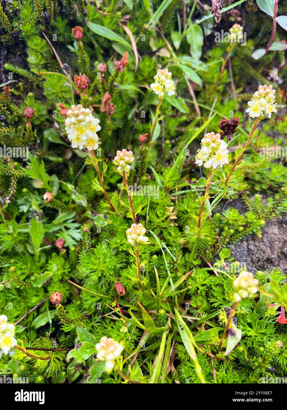 Partridgefoot (Luetkea pectinata Stock Photo - Alamy