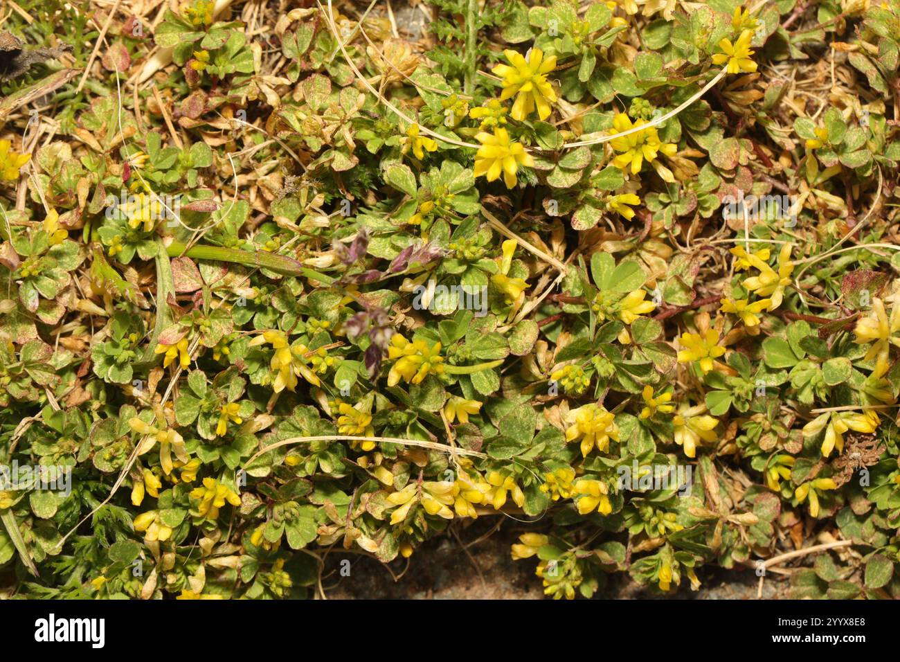Lesser hop trefoil hi-res stock photography and images - Alamy