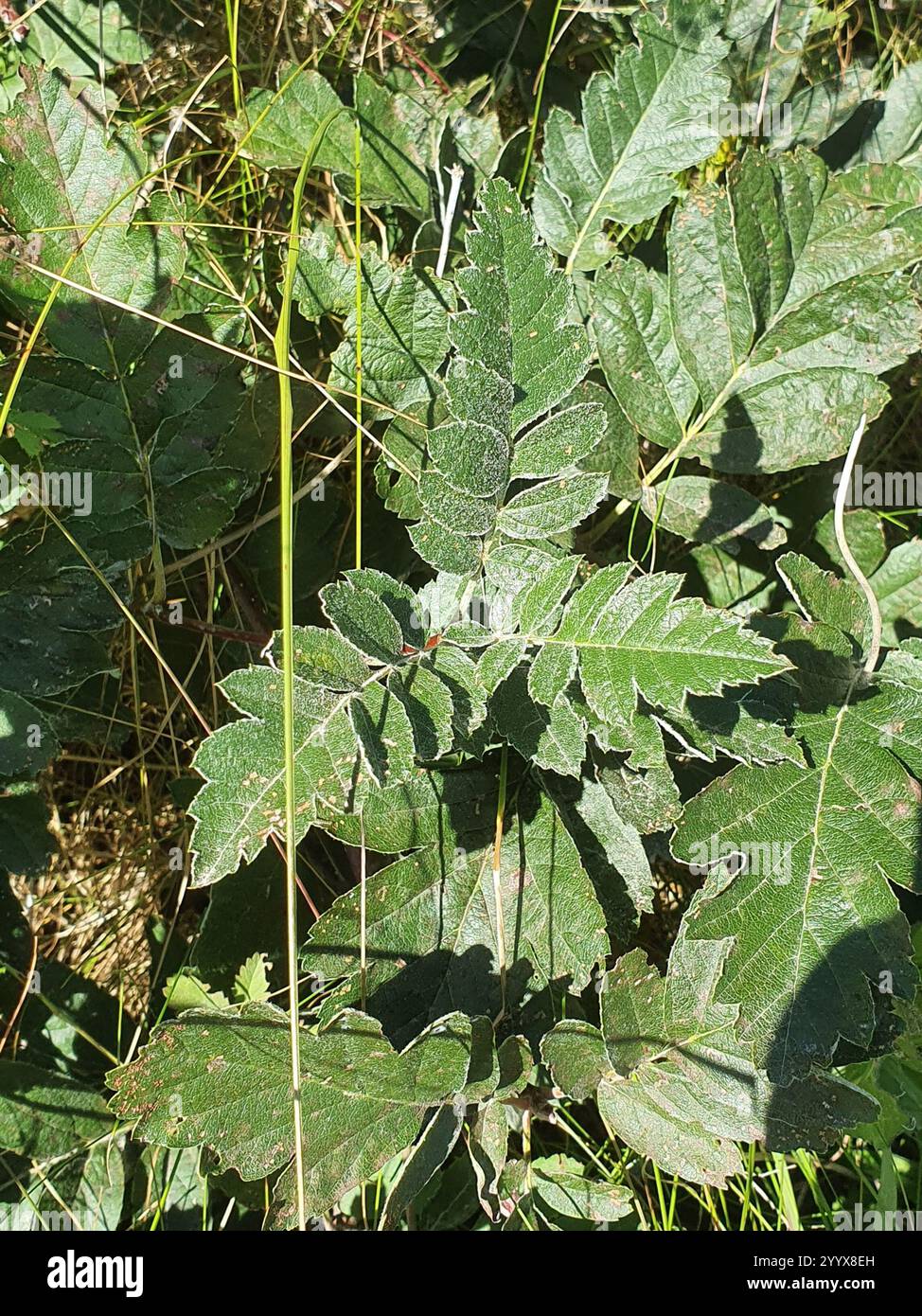 Swedish Service-tree (Hedlundia hybrida Stock Photo - Alamy