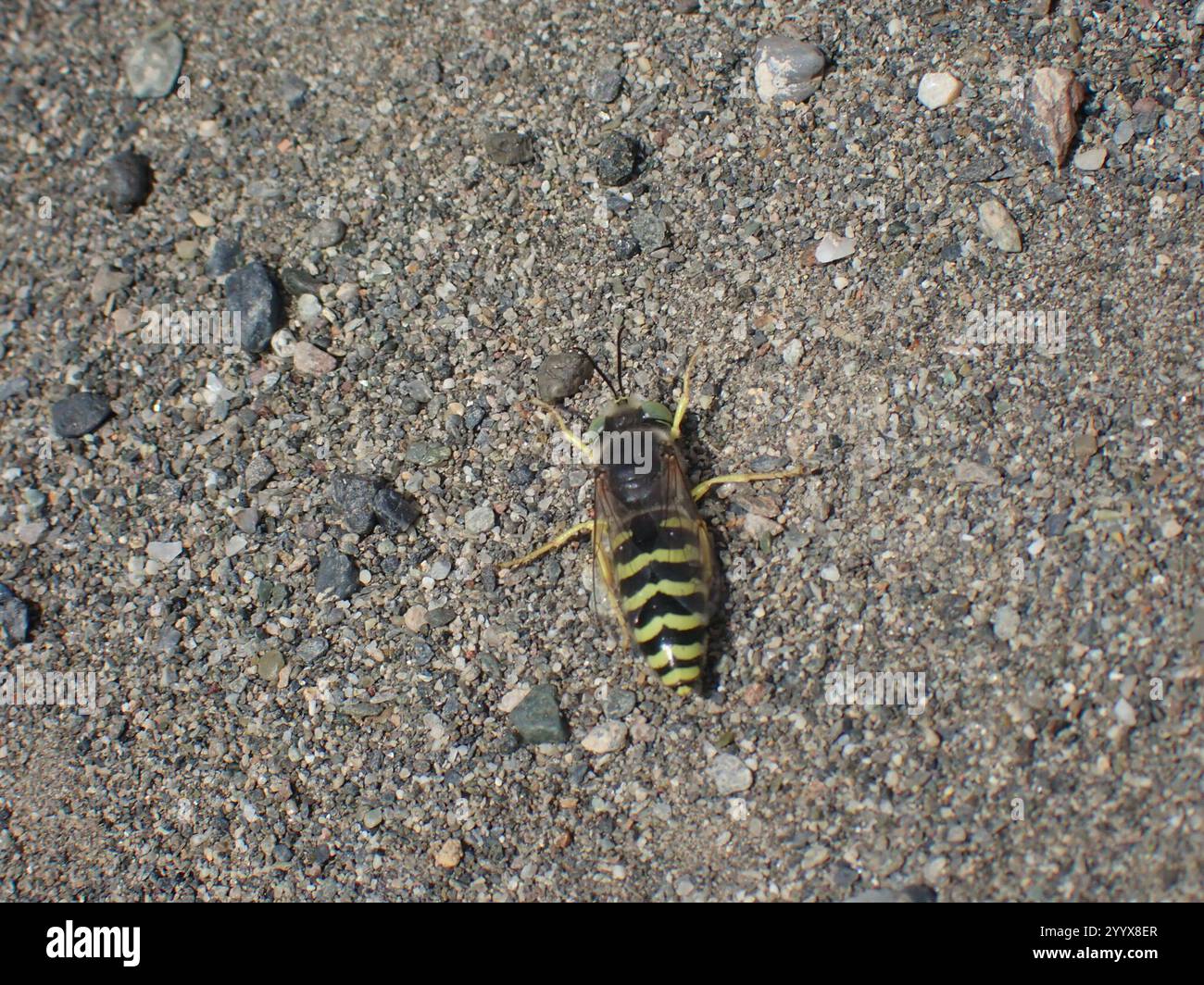 American Sand Wasp (Bembix americana Stock Photo - Alamy