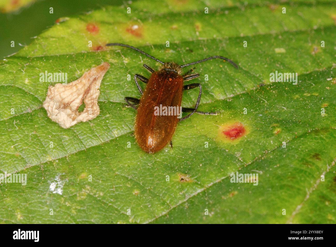 Rough-haired Lagria Beetle (Lagria hirta Stock Photo - Alamy