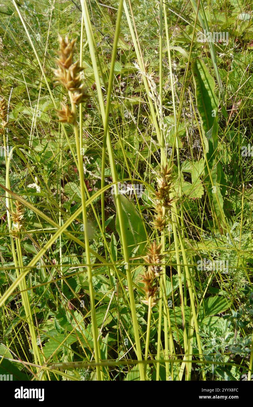 Spiked Sedge (Carex spicata Stock Photo - Alamy