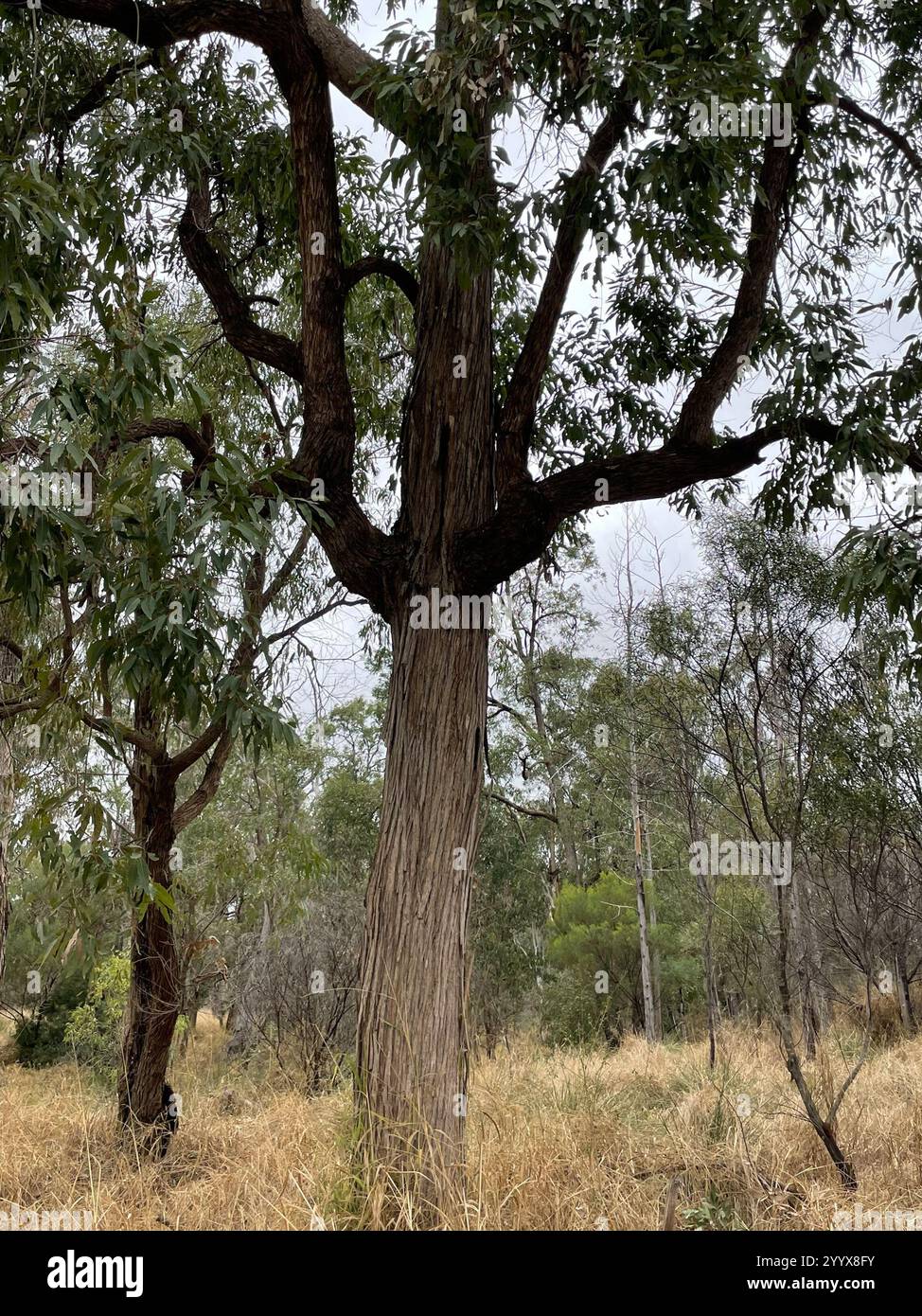 Rough-barked Apple (Angophora floribunda Stock Photo - Alamy