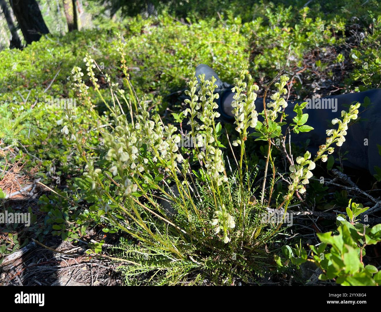 Curved beak lousewort hi-res stock photography and images - Alamy