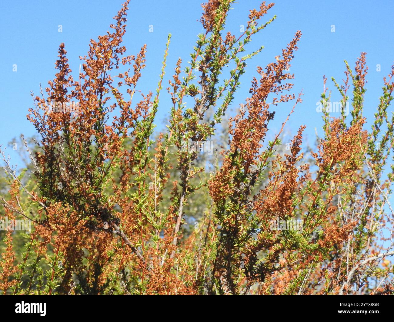 chamise (Adenostoma fasciculatum Stock Photo - Alamy