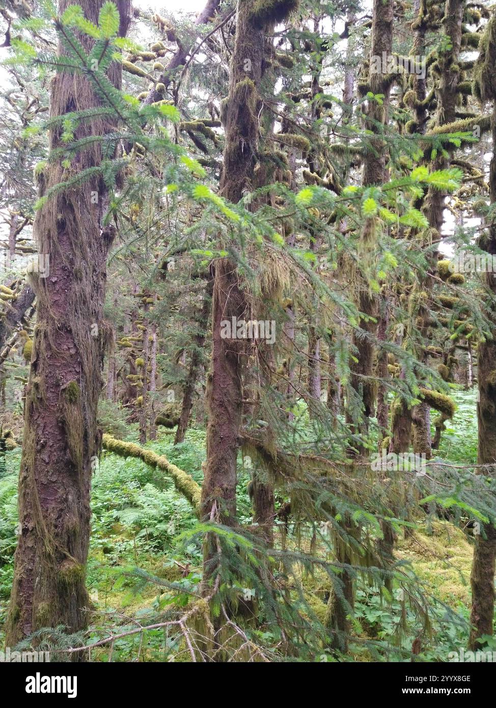 Sitka spruce (Picea sitchensis Stock Photo - Alamy