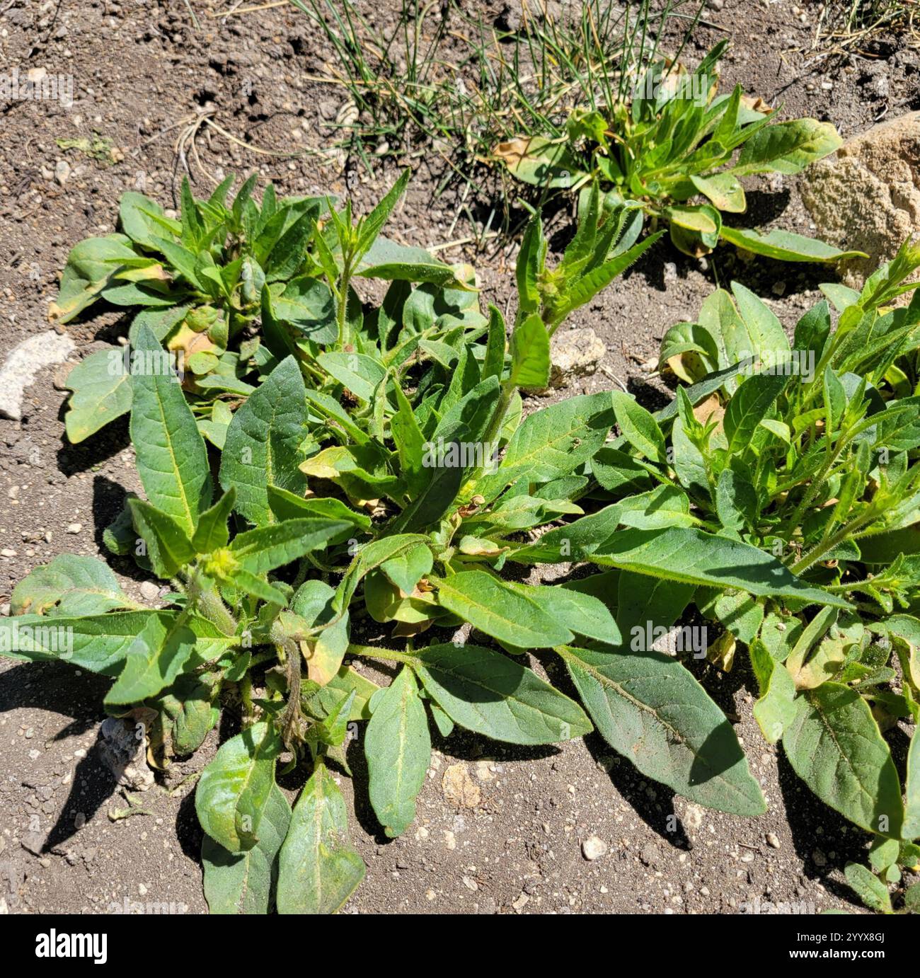 Coyote Tobacco (Nicotiana attenuata Stock Photo - Alamy
