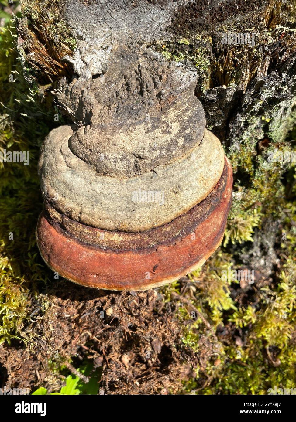 Northern Red Belt (Fomitopsis mounceae Stock Photo - Alamy