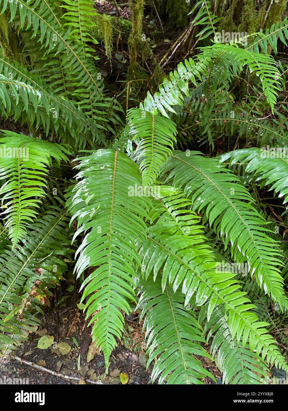 western sword fern (Polystichum munitum Stock Photo - Alamy