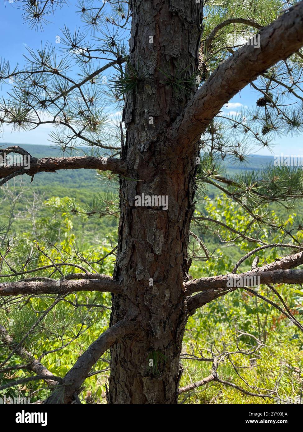 pitch pine (Pinus rigida Stock Photo - Alamy