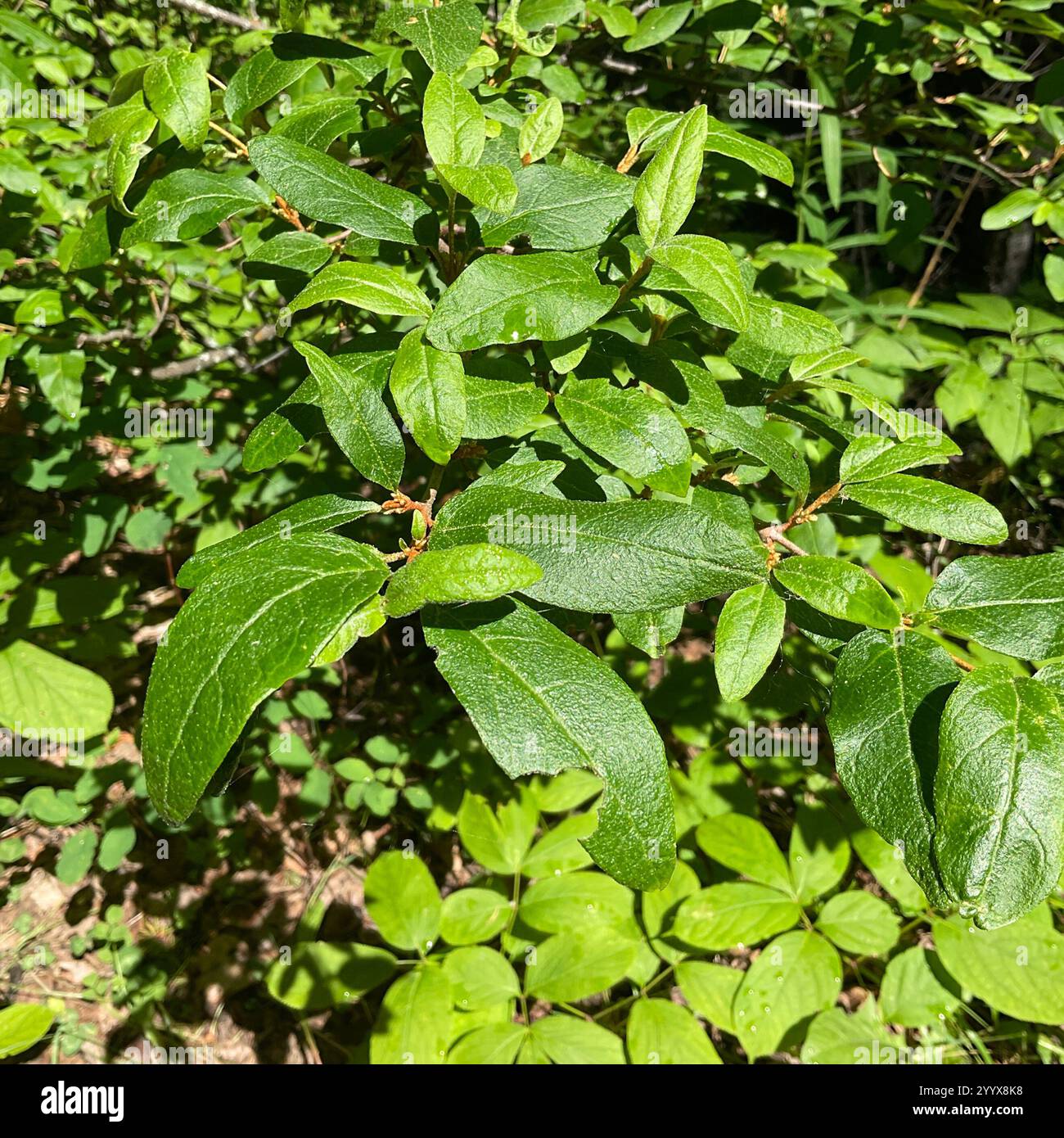 Canadian buffalo-berry (Shepherdia canadensis Stock Photo - Alamy