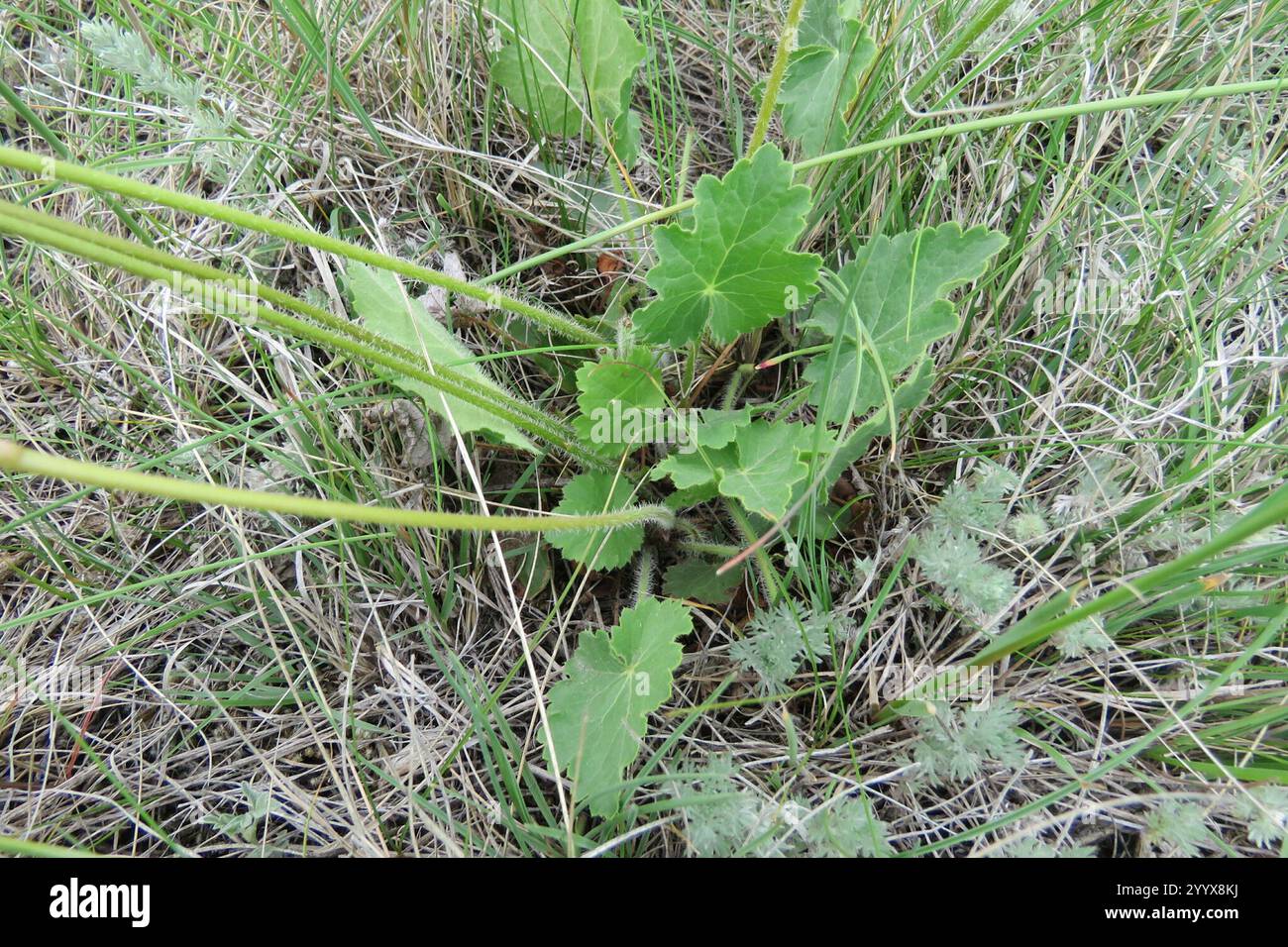 prairie alumroot (Heuchera richardsonii Stock Photo - Alamy