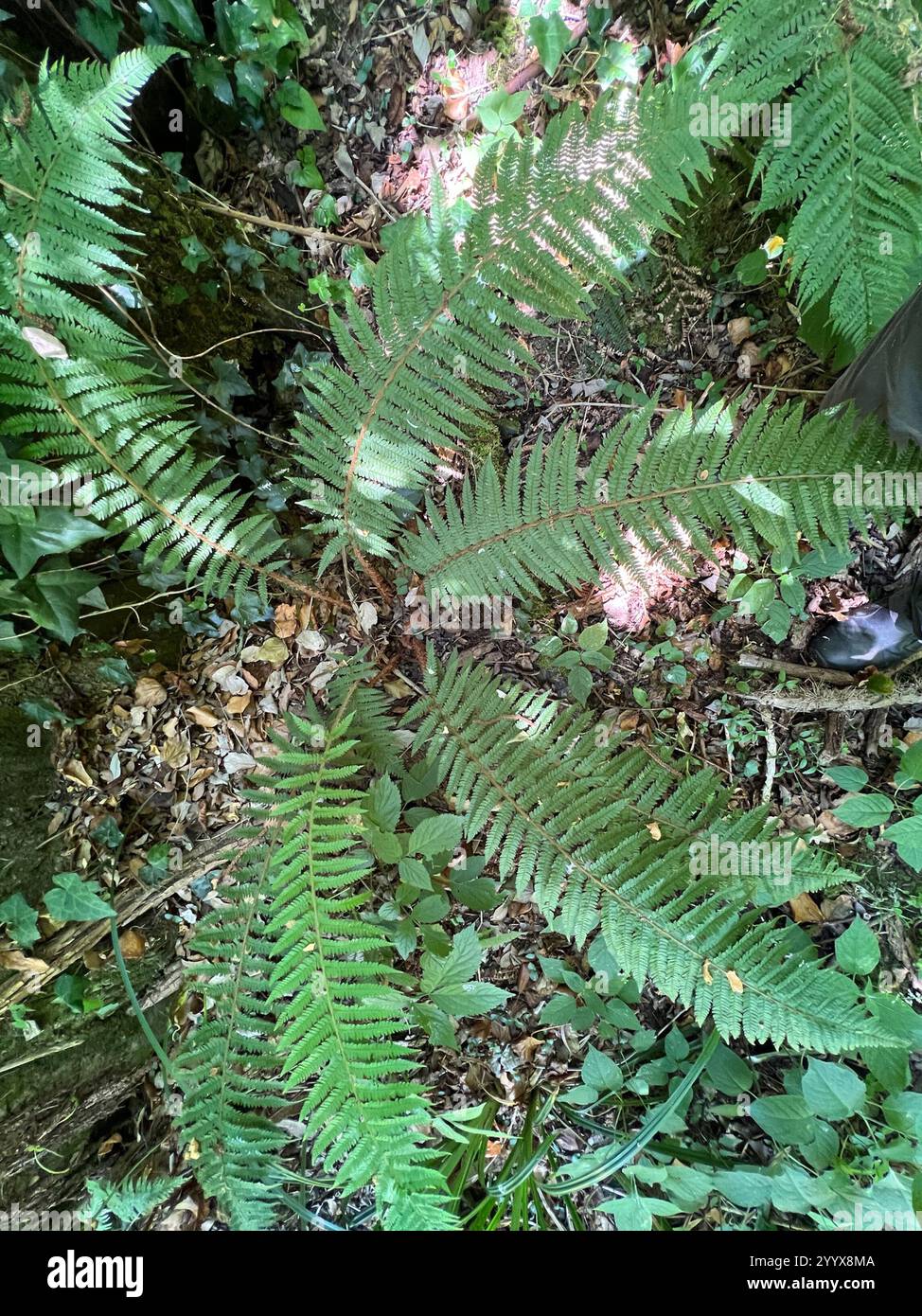 soft shield fern (Polystichum setiferum Stock Photo - Alamy