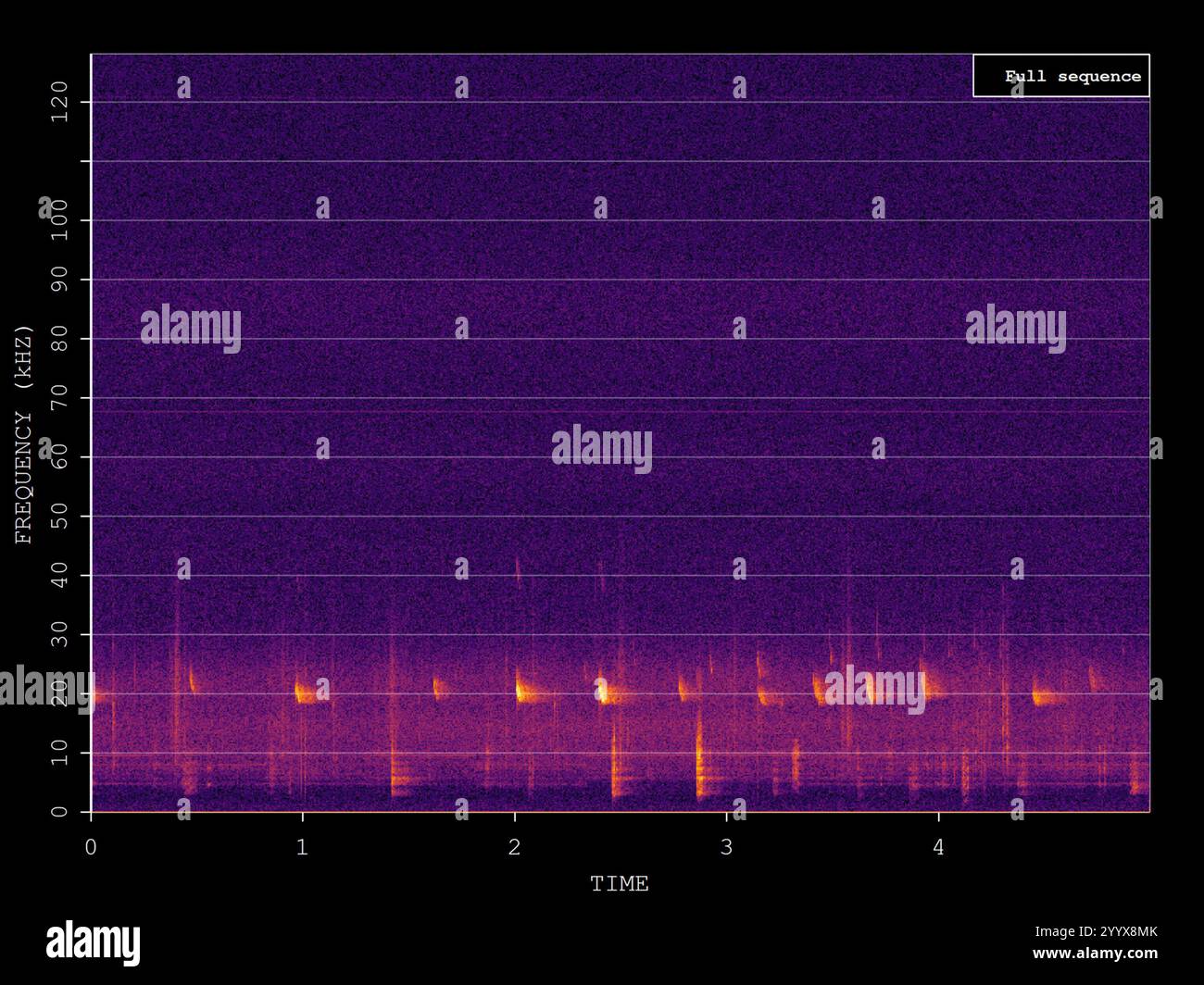 Common Noctule (Nyctalus noctula Stock Photo - Alamy