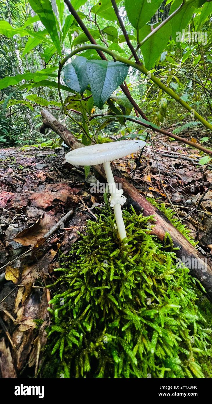 Eastern North American Destroying Angel (Amanita bisporigera Stock ...