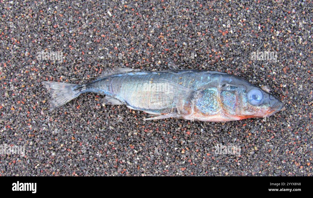 Threespine Stickleback (Gasterosteus aculeatus Stock Photo - Alamy