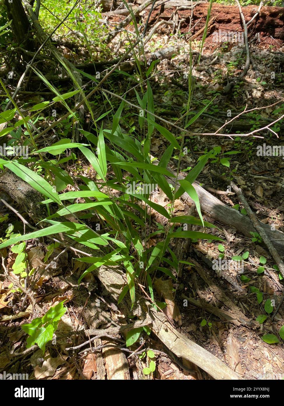 Long-awned Wood Grass (Brachyelytrum erectum Stock Photo - Alamy