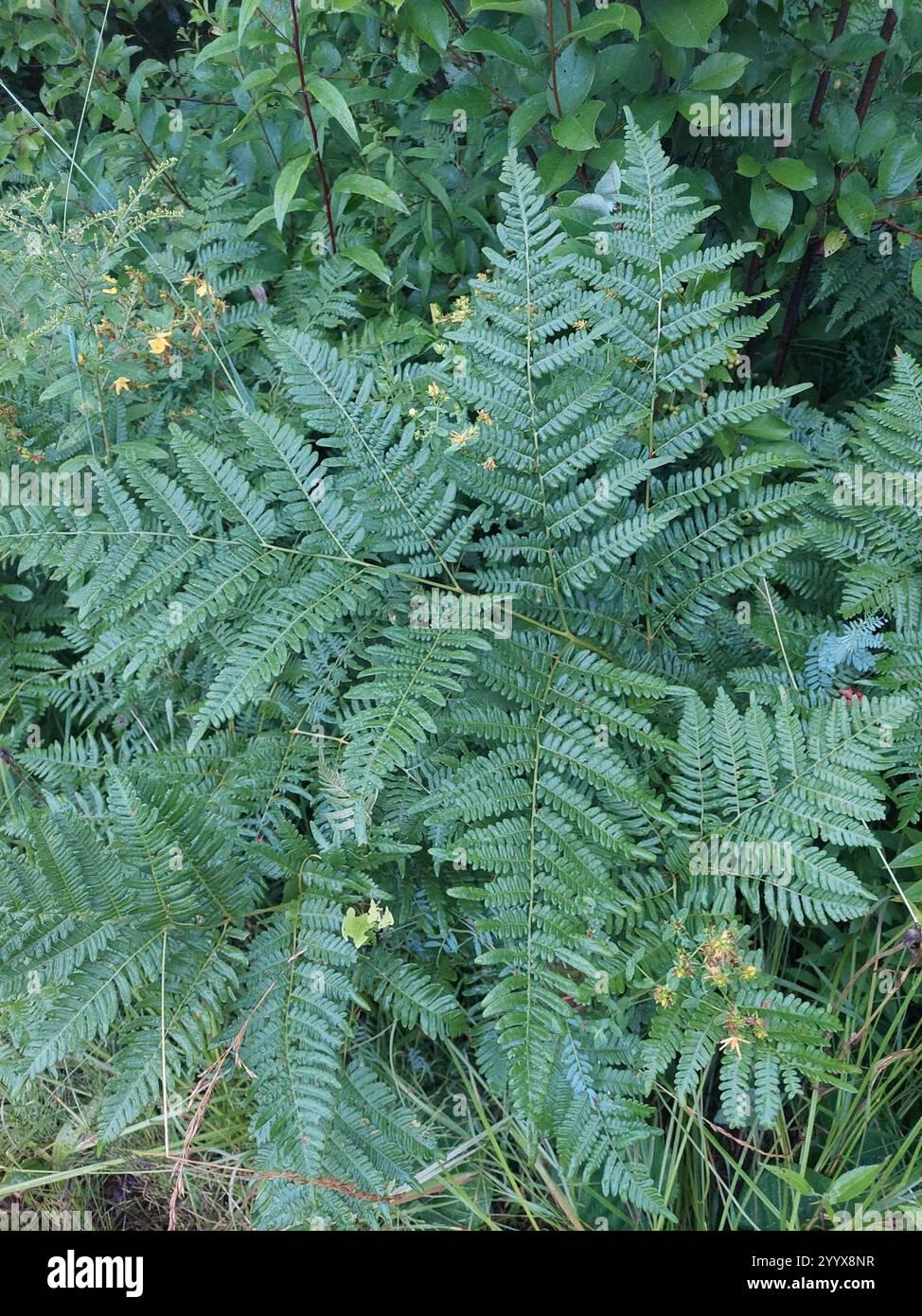 common bracken (Pteridium aquilinum Stock Photo - Alamy