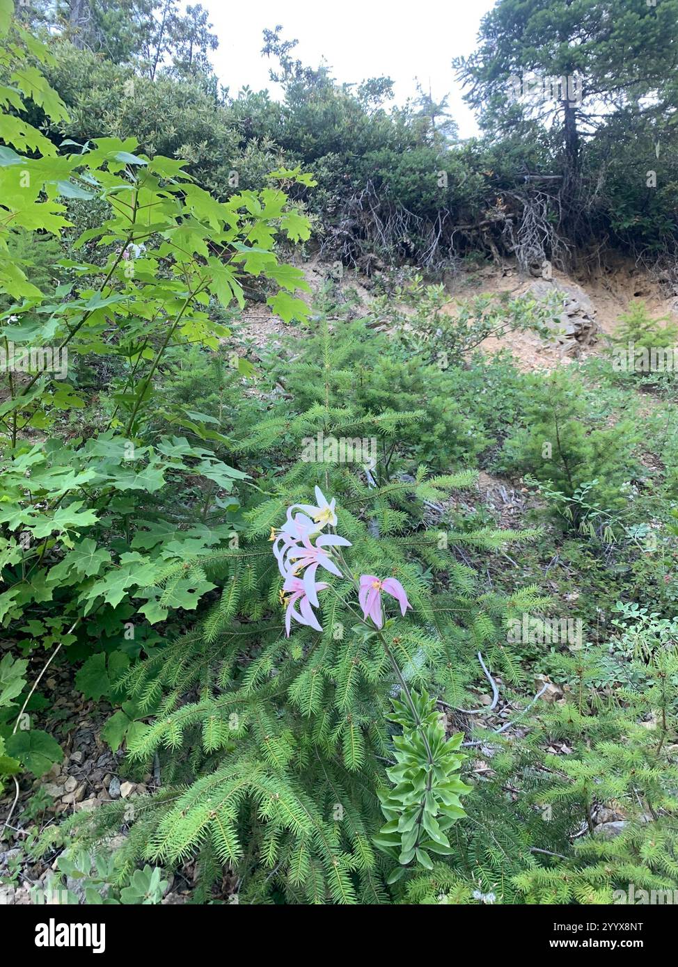 Purple-flowered Washington Lily (Lilium washingtonianum purpurascens ...
