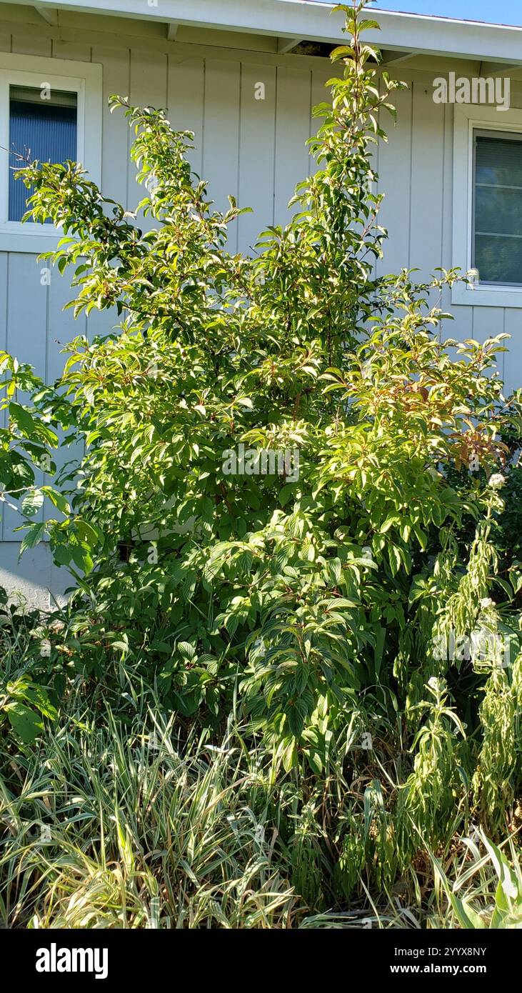 Pacific ninebark (Physocarpus capitatus Stock Photo - Alamy