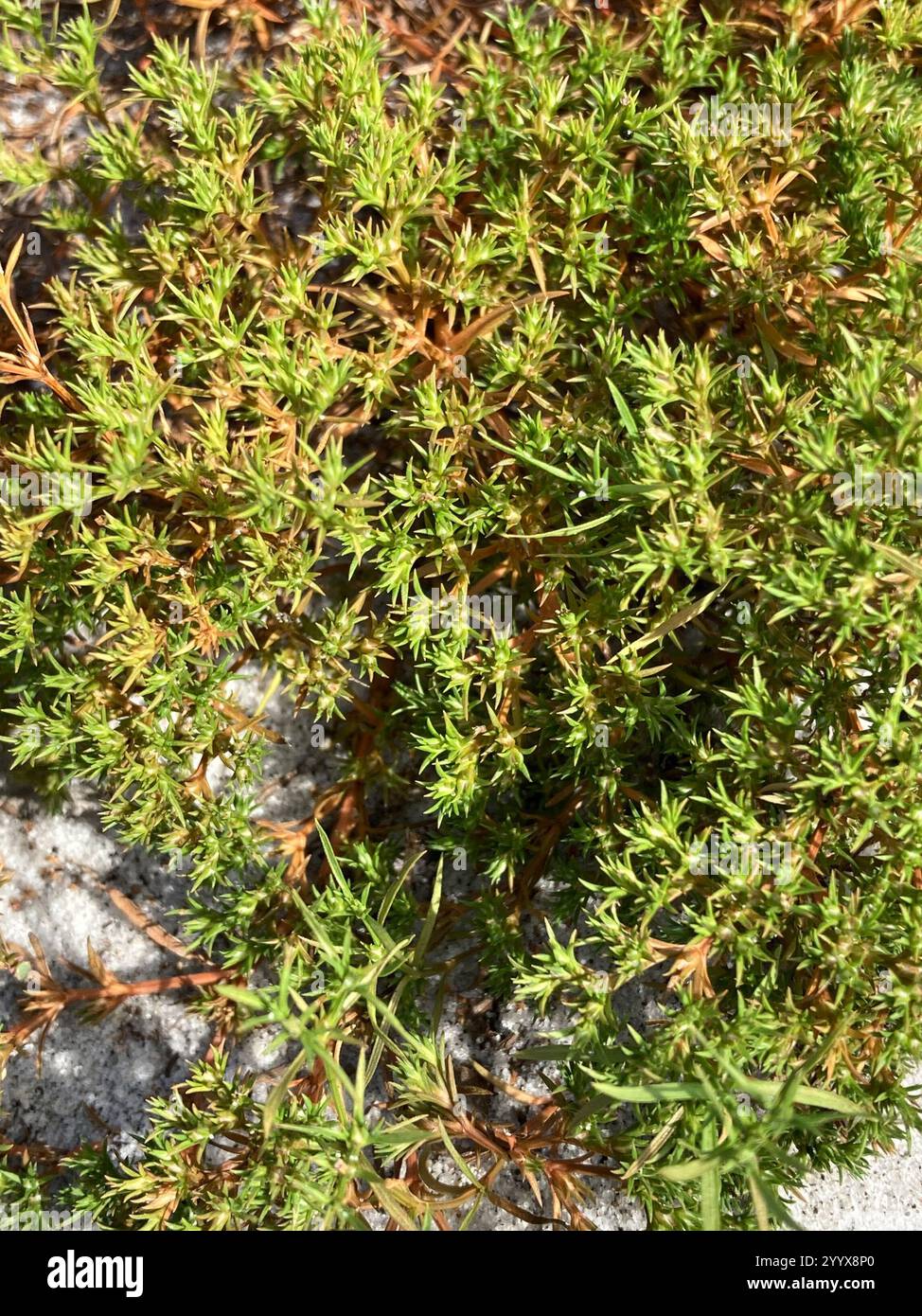 Rust Weed (Polypremum procumbens Stock Photo - Alamy
