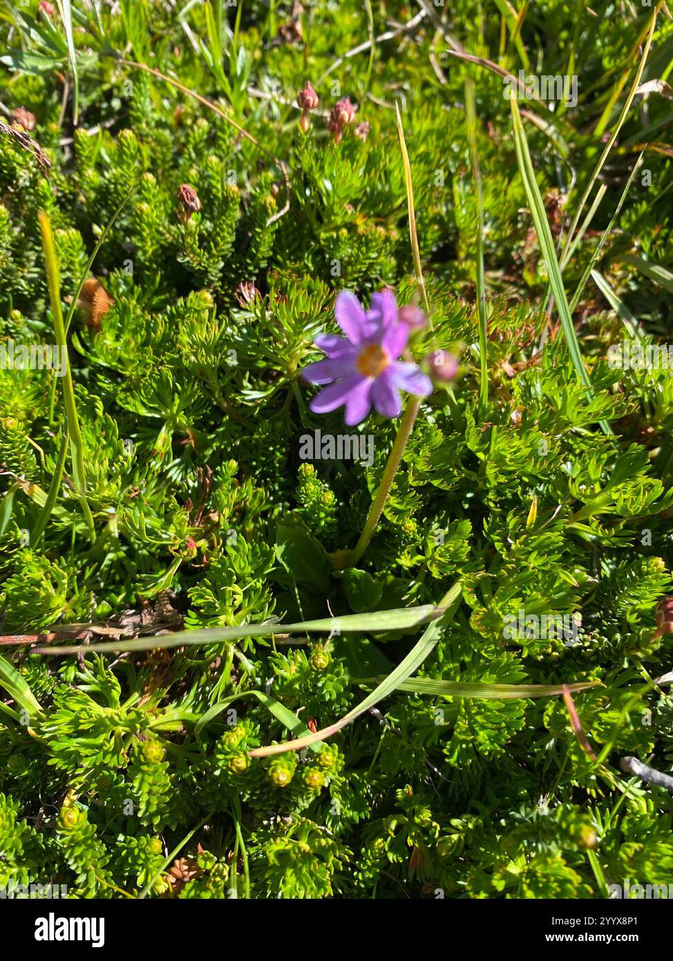 Wedge-leaf Primrose (Primula cuneifolia Stock Photo - Alamy