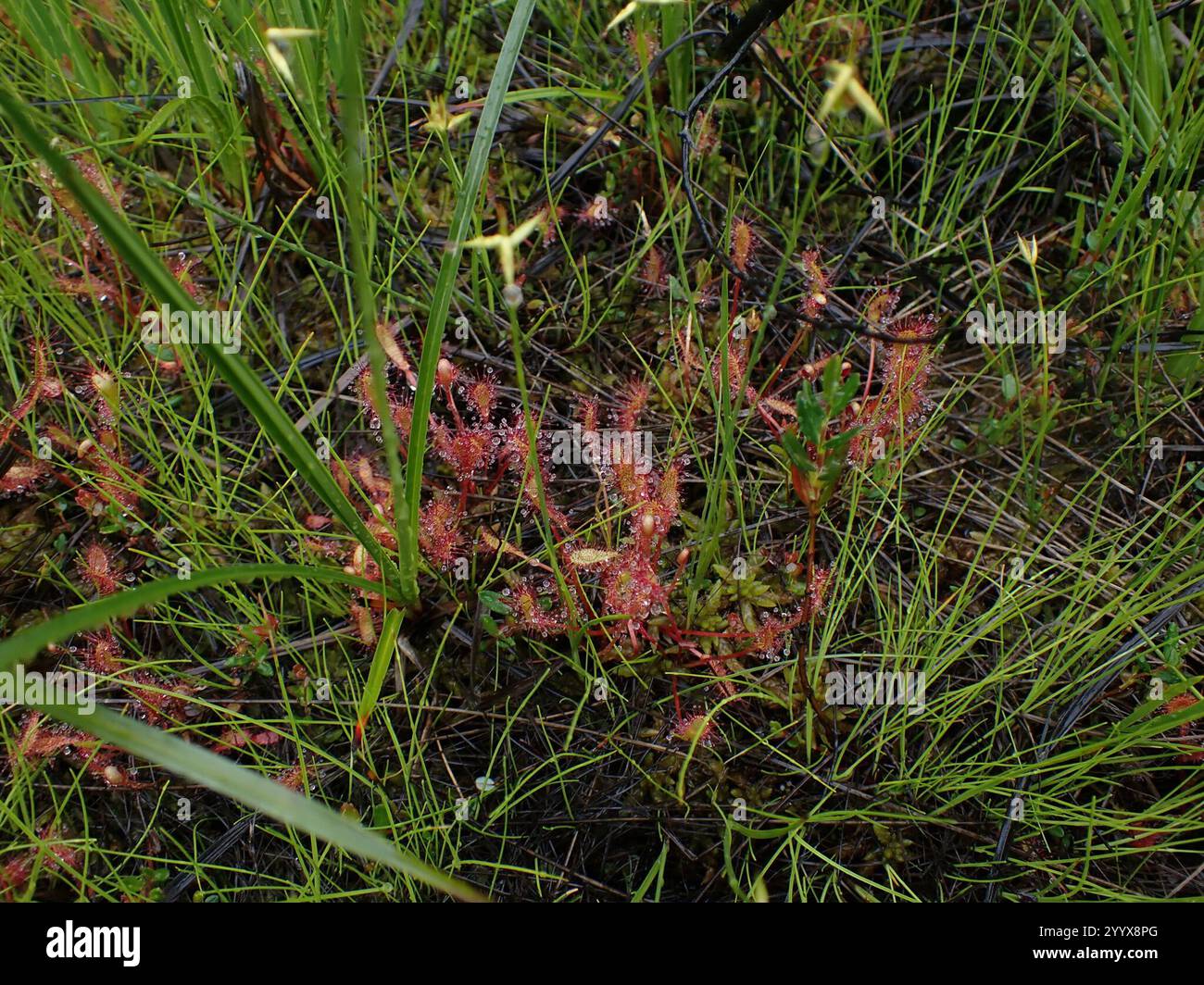 Great Sundew (Drosera anglica Stock Photo - Alamy