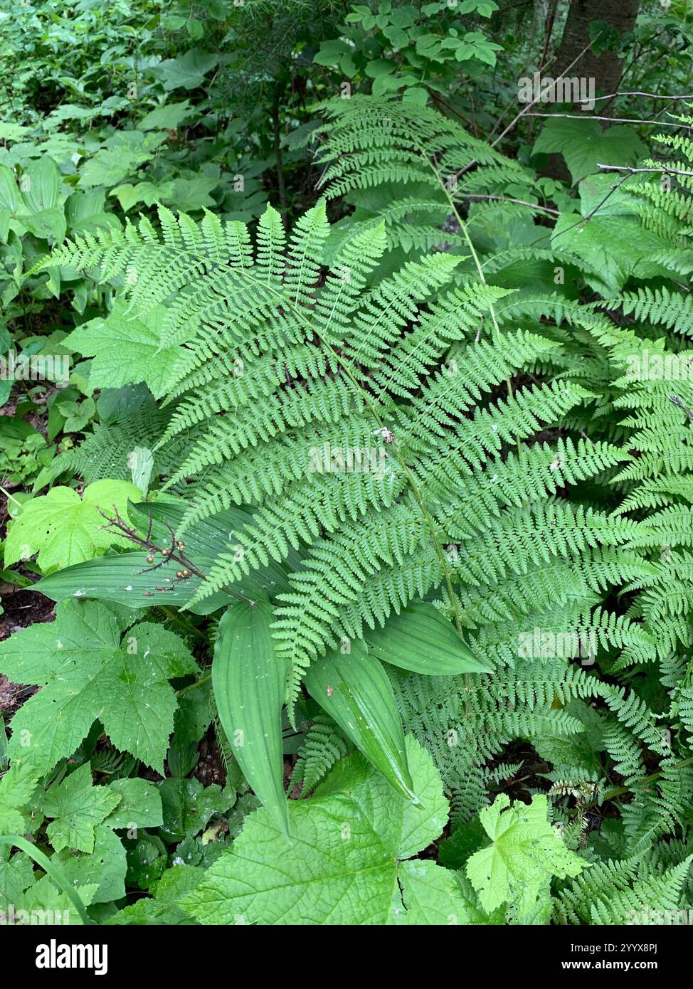 lady fern (Athyrium filix-femina Stock Photo - Alamy