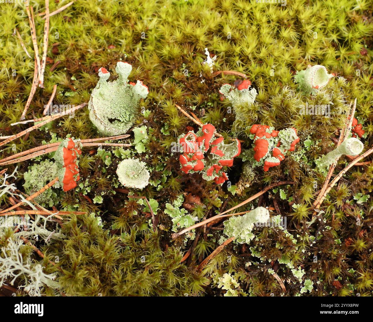 madame's cup lichen (Cladonia coccifera Stock Photo - Alamy